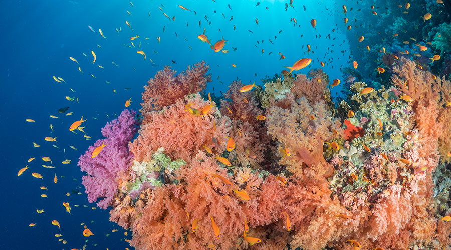 Red Sea Photography | Red Sea Diving Holidays