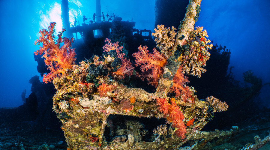 Wrecks and Reefs | Red Sea Dive Holiday Scuba Travel